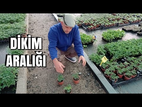 Fide Dikim Aralıkları Nasıl Olmalı?