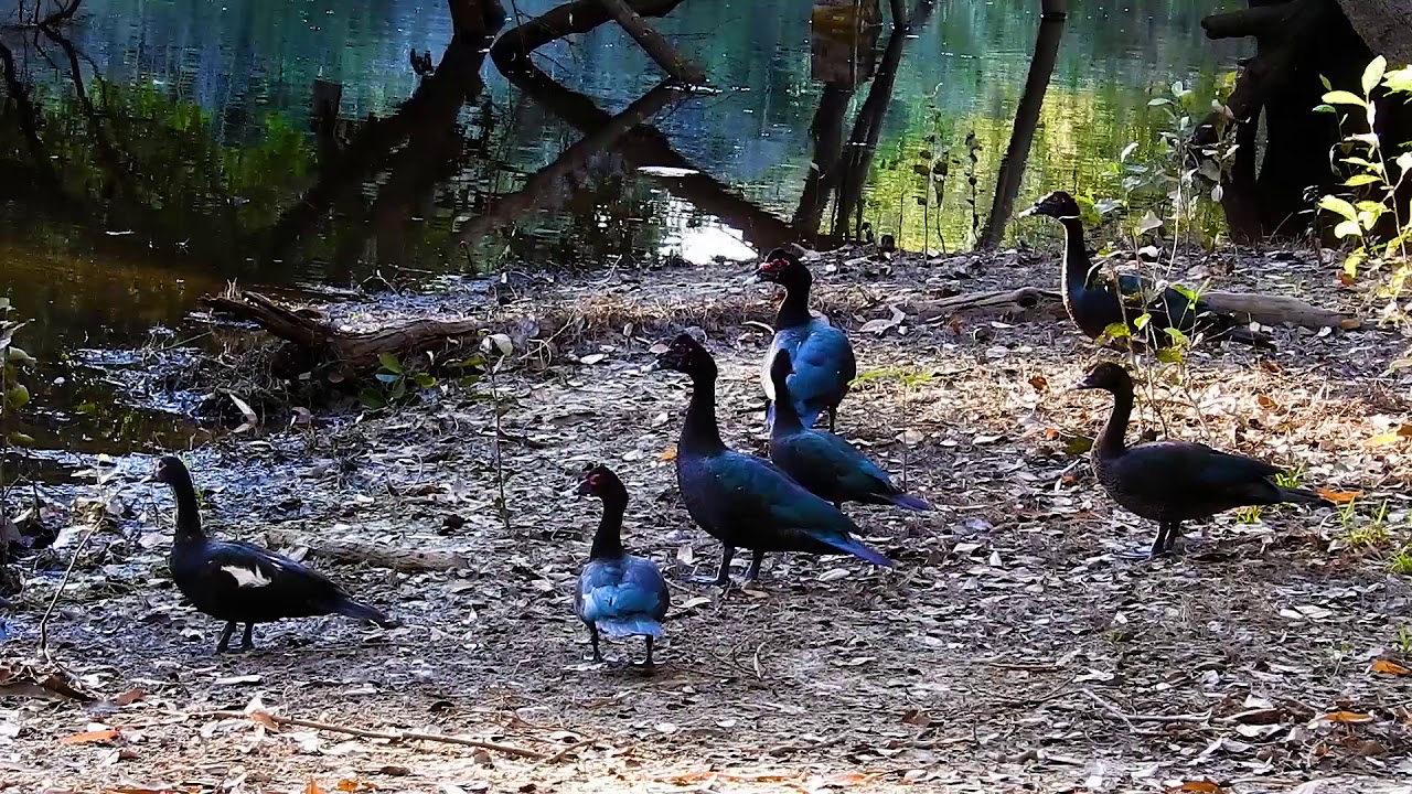 PATO-DO-MATO (CAIRINA MOSCHATA), MUSCOVY DUCK, PATO-ALMISCARADO, PATO ...