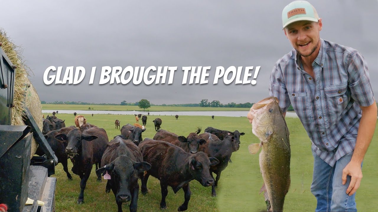Moving Cows & Landing a Big Bass! - YouTube
