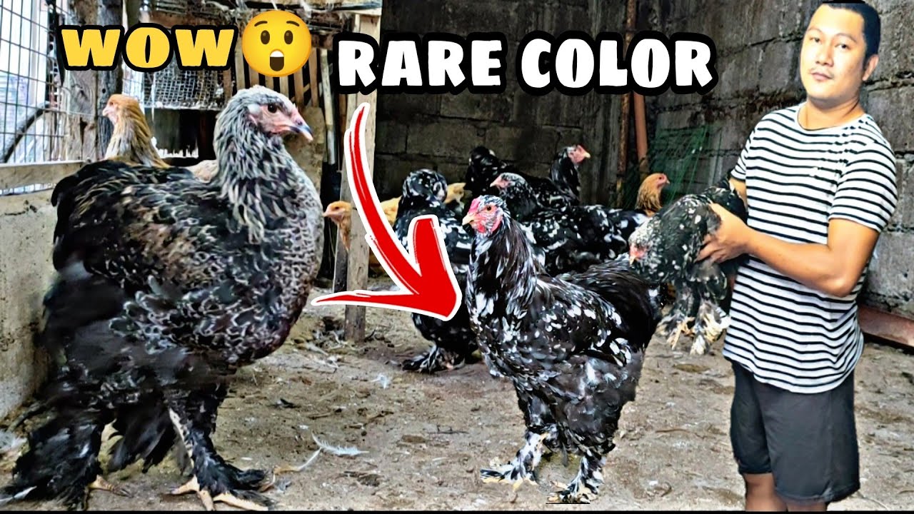 Wow rare color na brahma chicken ni sr kim .magkno ang halaga?.. - YouTube