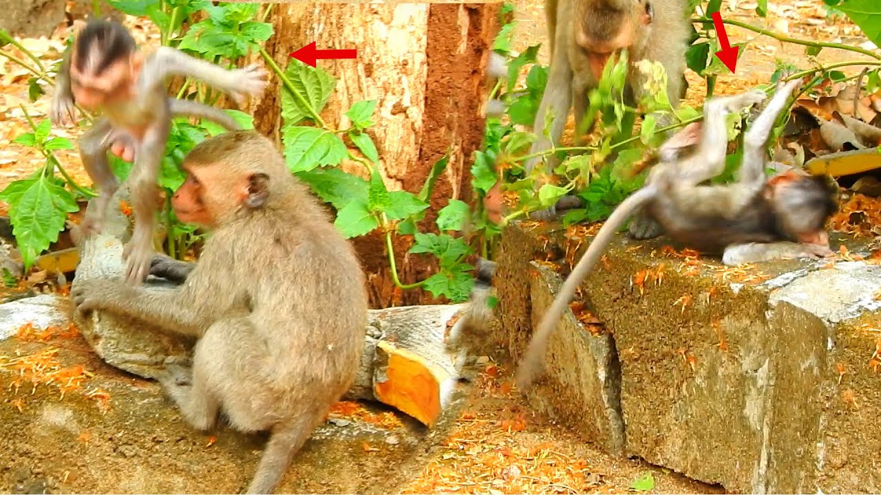 Funny, monkey lily, it plays with teen monkeys looks so funny. - YouTube