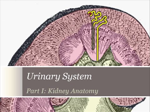 Renal Lecture Pt. 1: Kidney Anatomy - YouTube