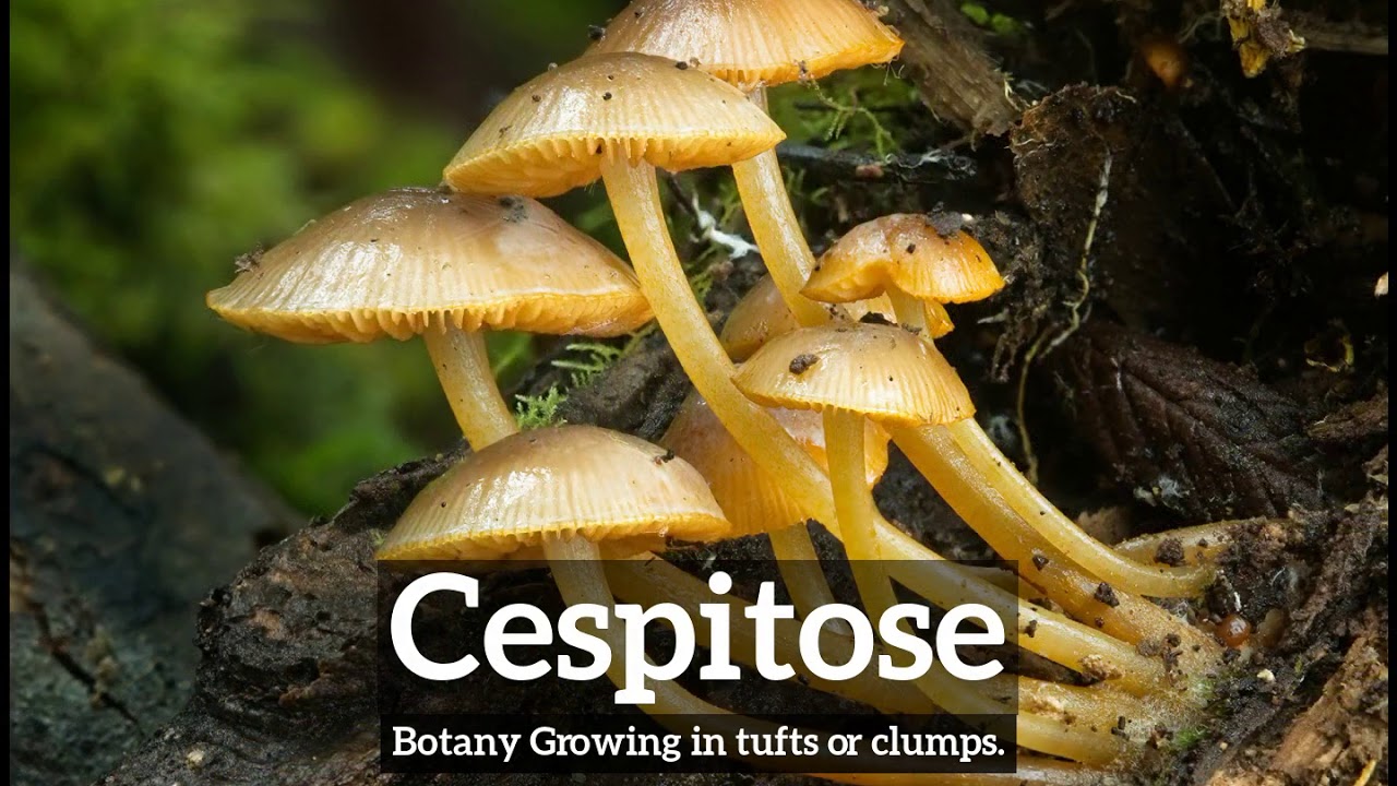How Does Cespitose Look? | What is Cespitose? | How to Say Cespitose in ...