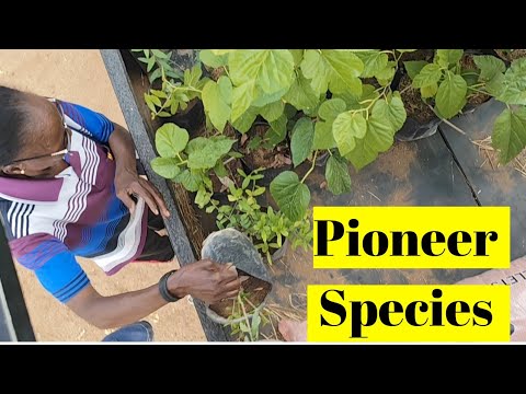 How Manny plants can I buy for $50 filling the food forest with pioneer ...