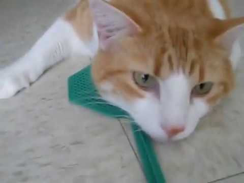 Cat Loves Fly Swatter *super old video* - YouTube