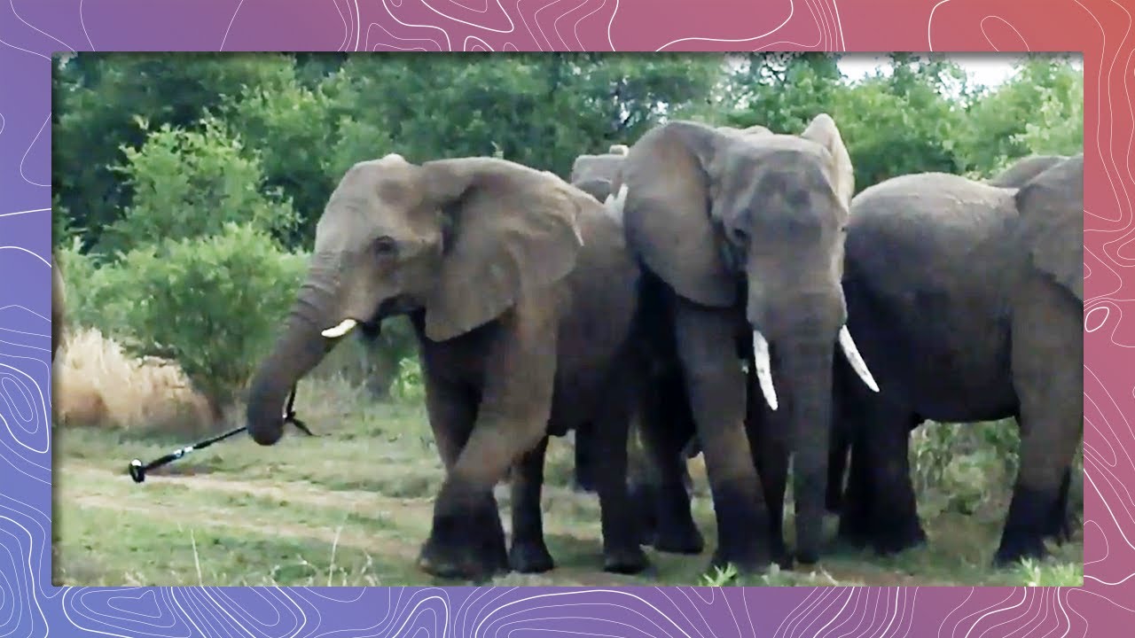 Elephants Steal 360 GoPro Camera (Wildlife and Nature) - YouTube