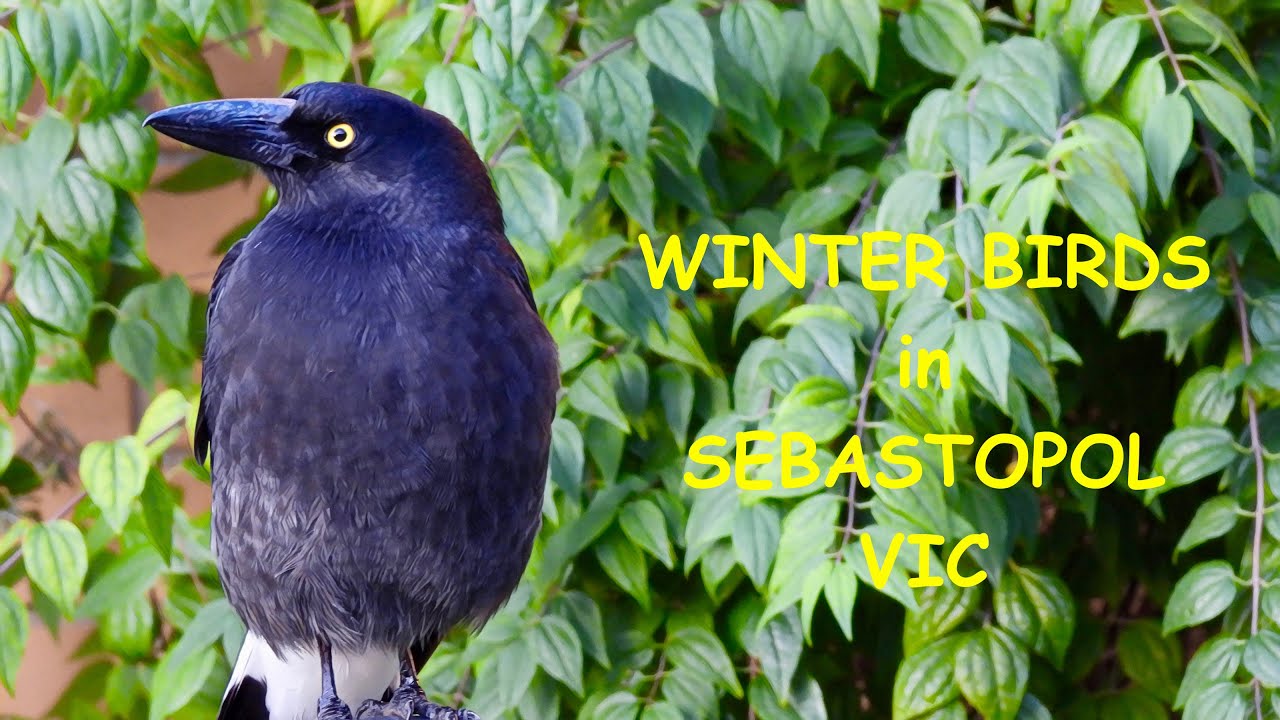 GYPSY PENNEFEATHER - Winter Birds in Sebastopol 2023 - NIKON Coolpix ...