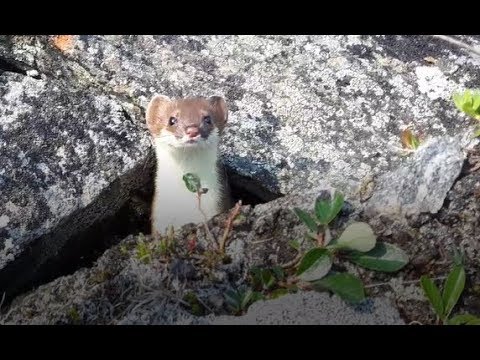 Cute and funny Weasels - Wildlife Nunavut - YouTube