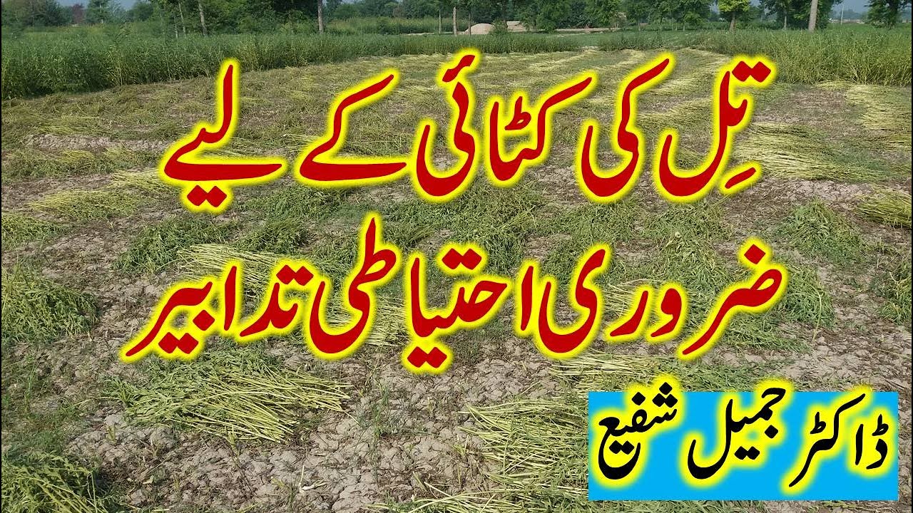 Necessary precautions during harvesting of sesame crop or till or tilli ...