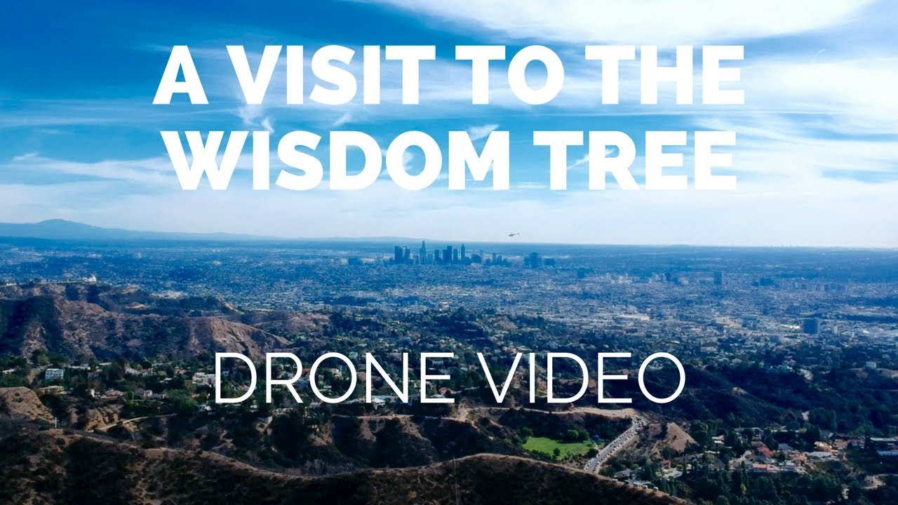 LOS ANGELES + DRONE ZONE | The Wisdom Tree - YouTube