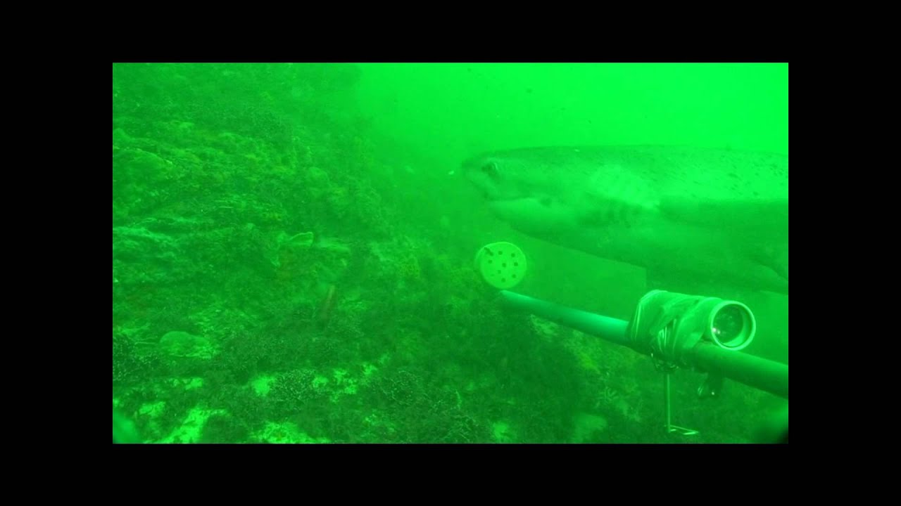ACEP Marine Imagery Platform - BRUV footage - YouTube