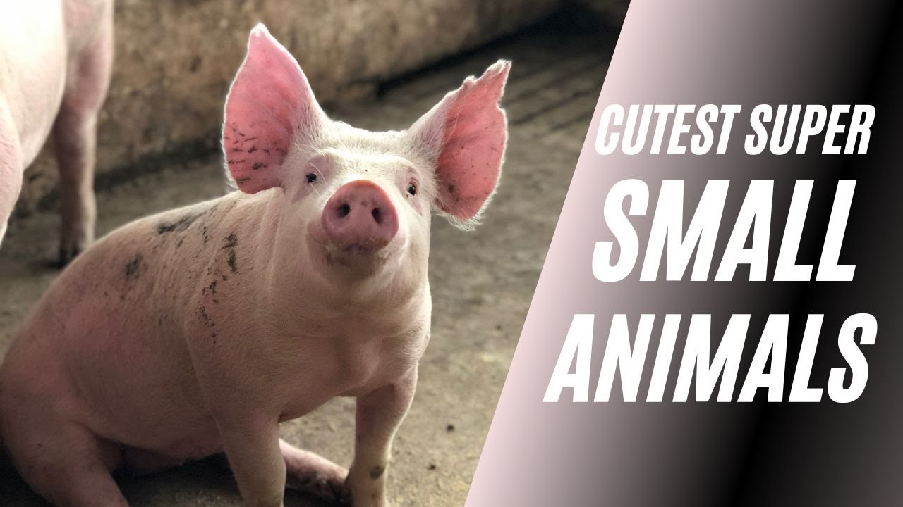 Cutest Super Small Animals That You Will Love To Have - YouTube
