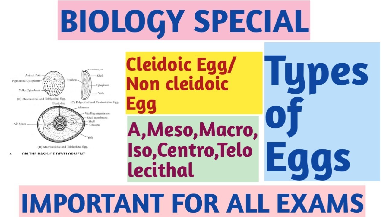 #Types of Eggs#Classification of Eggs#Alecithal,Macrolecithal ...