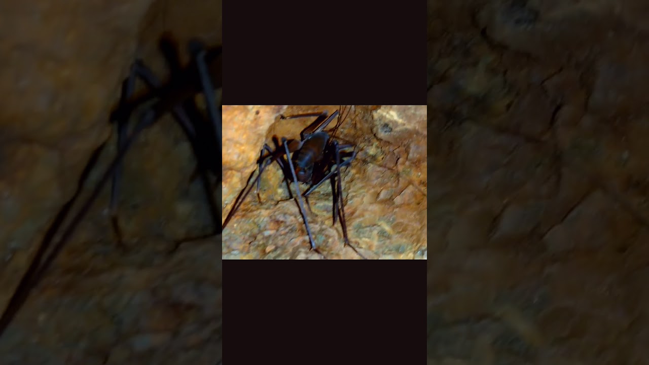 Cave bugs - YouTube