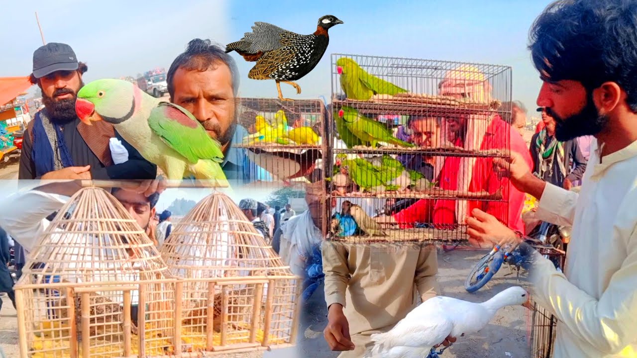 Biggest Birds Market Halani Sindh Reasonable Price All Bird Aaj Breeder Teetar liya 😍 - YouTube