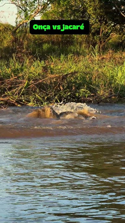 Onça vs jacaré - YouTube