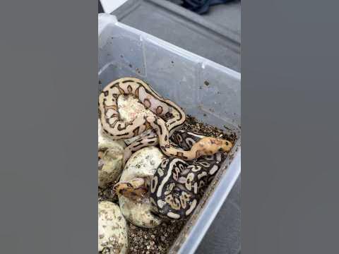Ball Python Eggs Hatching! #animals #ballpython #reptiles #snake # ...
