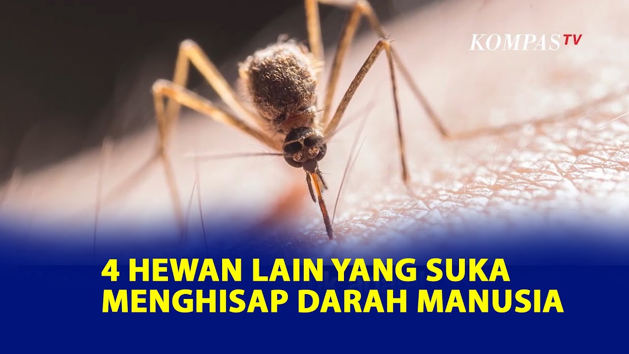 Selain Nyamuk, Ini 4 Hewan Lain yang Suka Menghisap Darah Manusia - YouTube