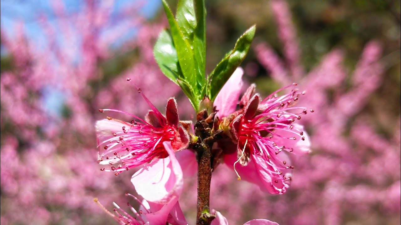 Aaru ko phul phulyo gaich ||Video|| Srishti Limbu || - YouTube
