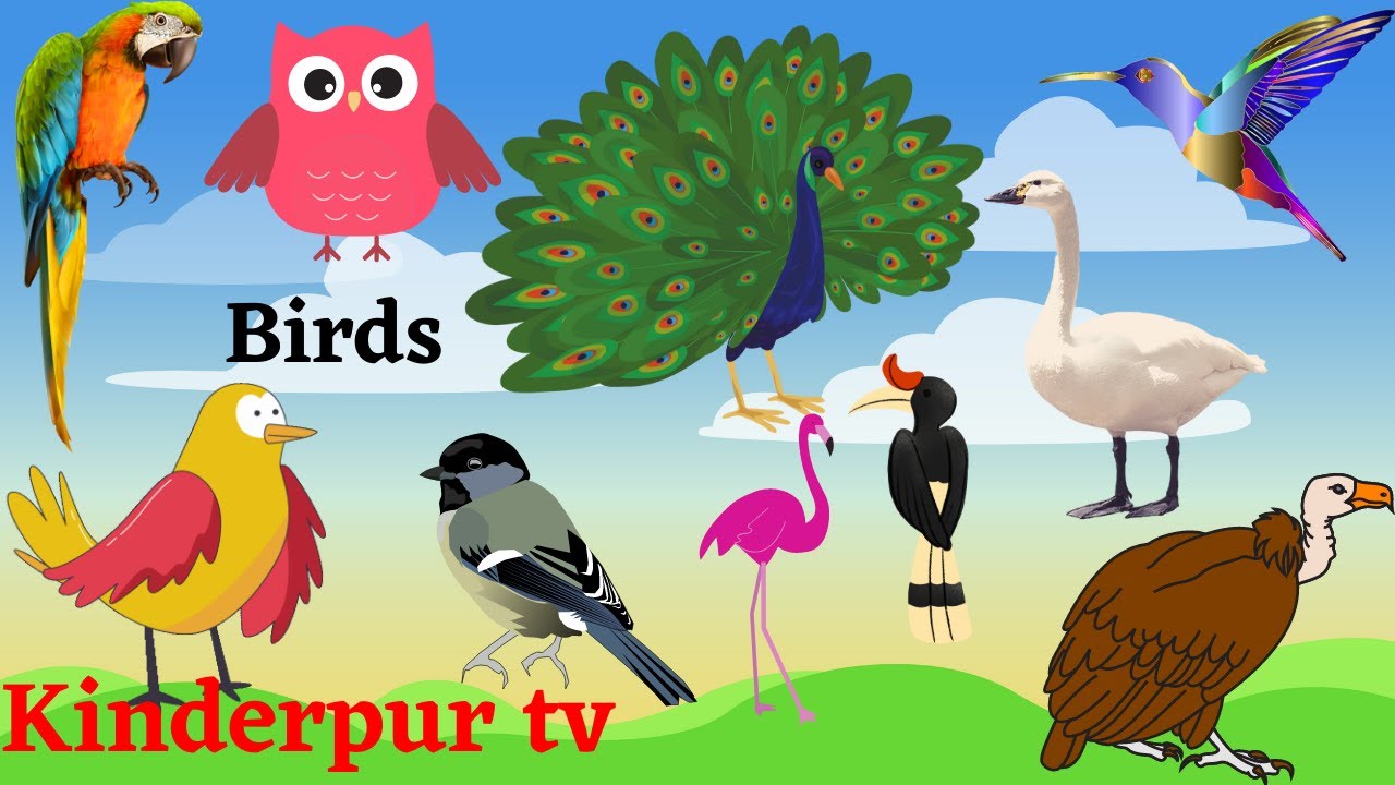 Let's Explore Birds:Fly High with Bird Names | Fun Learning for Kids ...