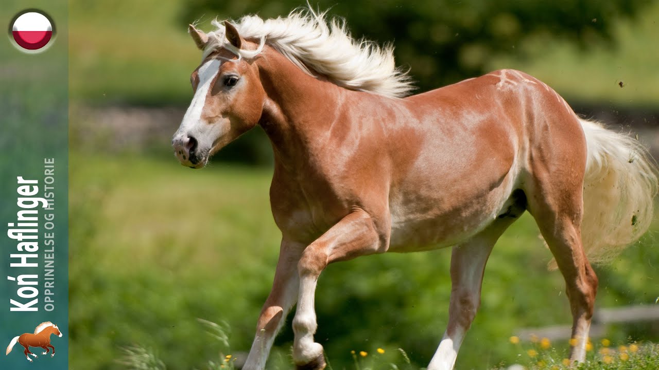 Koń Haflinger, pierwszy na świecie sklonowany koń, Pochodzenie ras ...