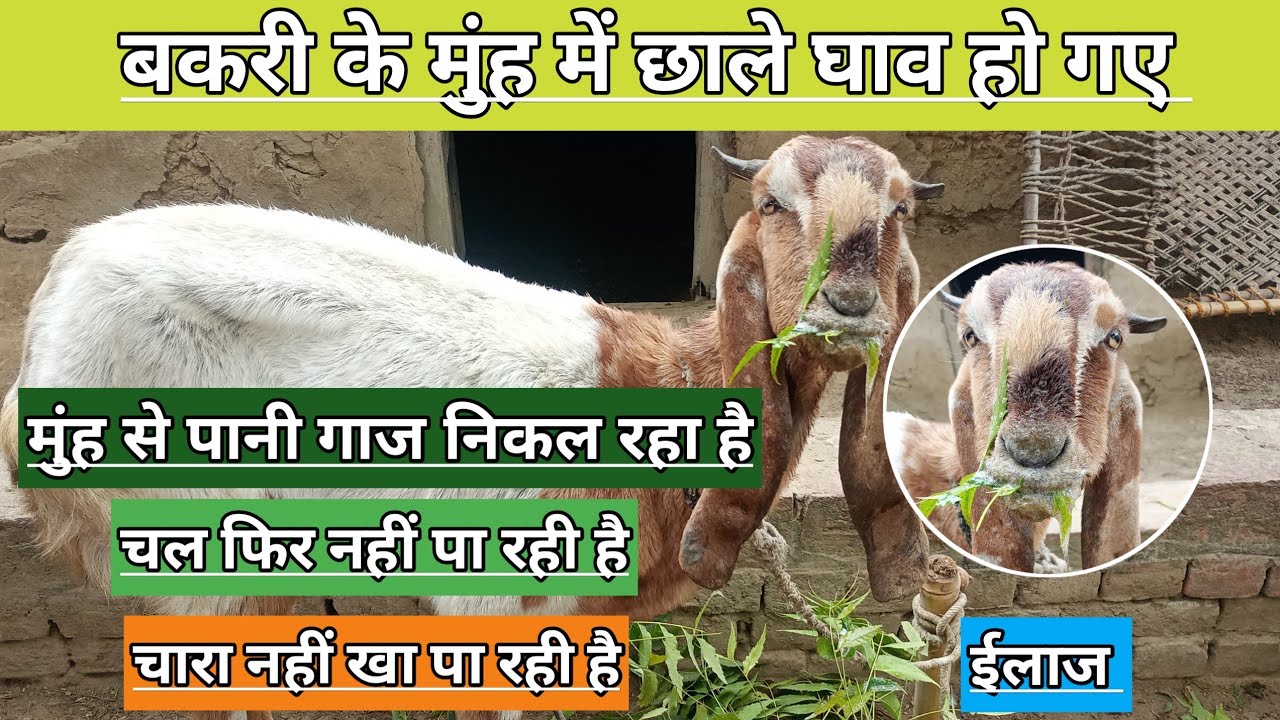 Goat F.MD treatment || बकरी में खुर पका मुंह पका को सही करें || बकरी के ...