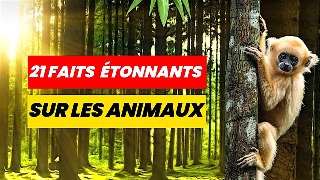 TOP 21 FAITS ÉTONNANTS SUR LES ANIMAUX QUE VOUS IGNOREZ PROBABLEMENT ...