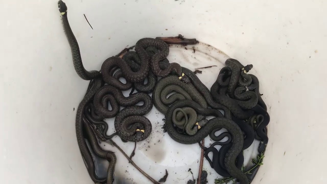 Snake in Sweden : snok i Sverige : orm i Sverige : snake in ISKCON ...