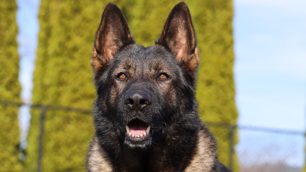 (SG) Viper Mineo - Kraftwork K9