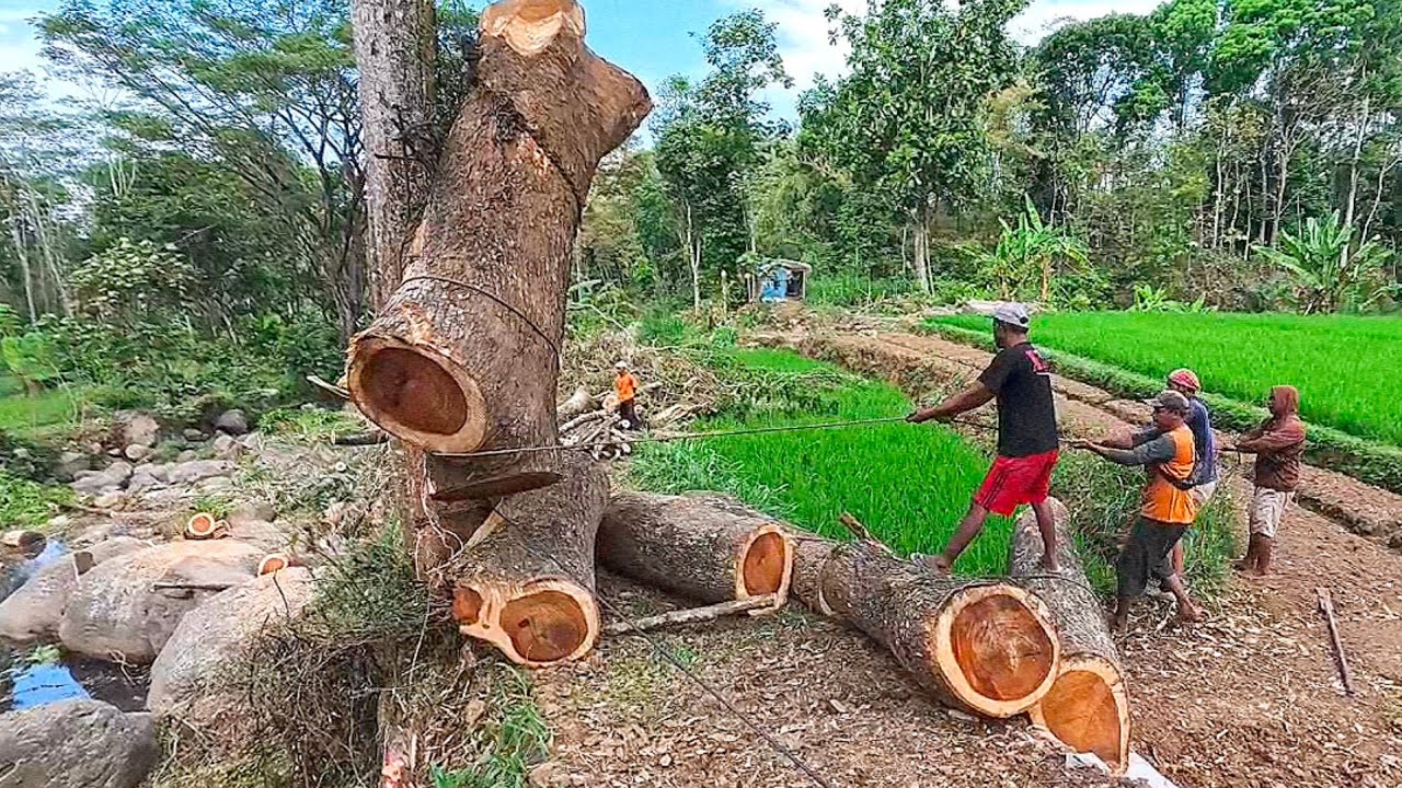 Evacuate trembesi trees that have fallen into the river - YouTube