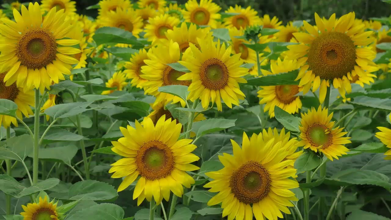 Sunflower Fields -The largest sunflower fields in the world. - YouTube