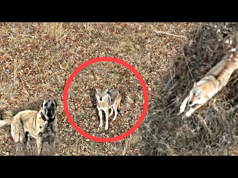 KURT DRONA FENA SALDIRDI~KATİL ATAĞA GEÇTİ~SÜRÜDEKİ YENİ ÜYELER