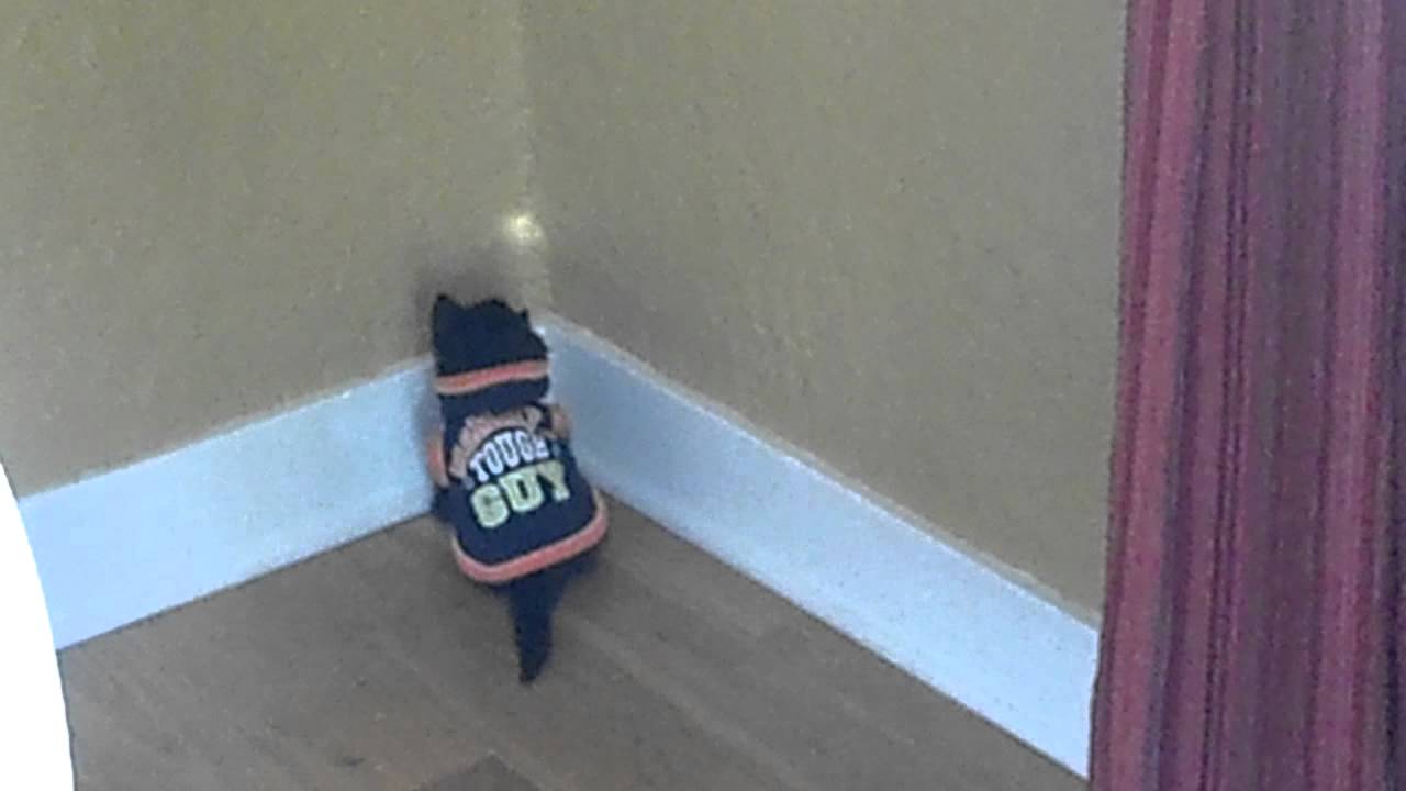 Wilbur Experiences a Light Beam - YouTube