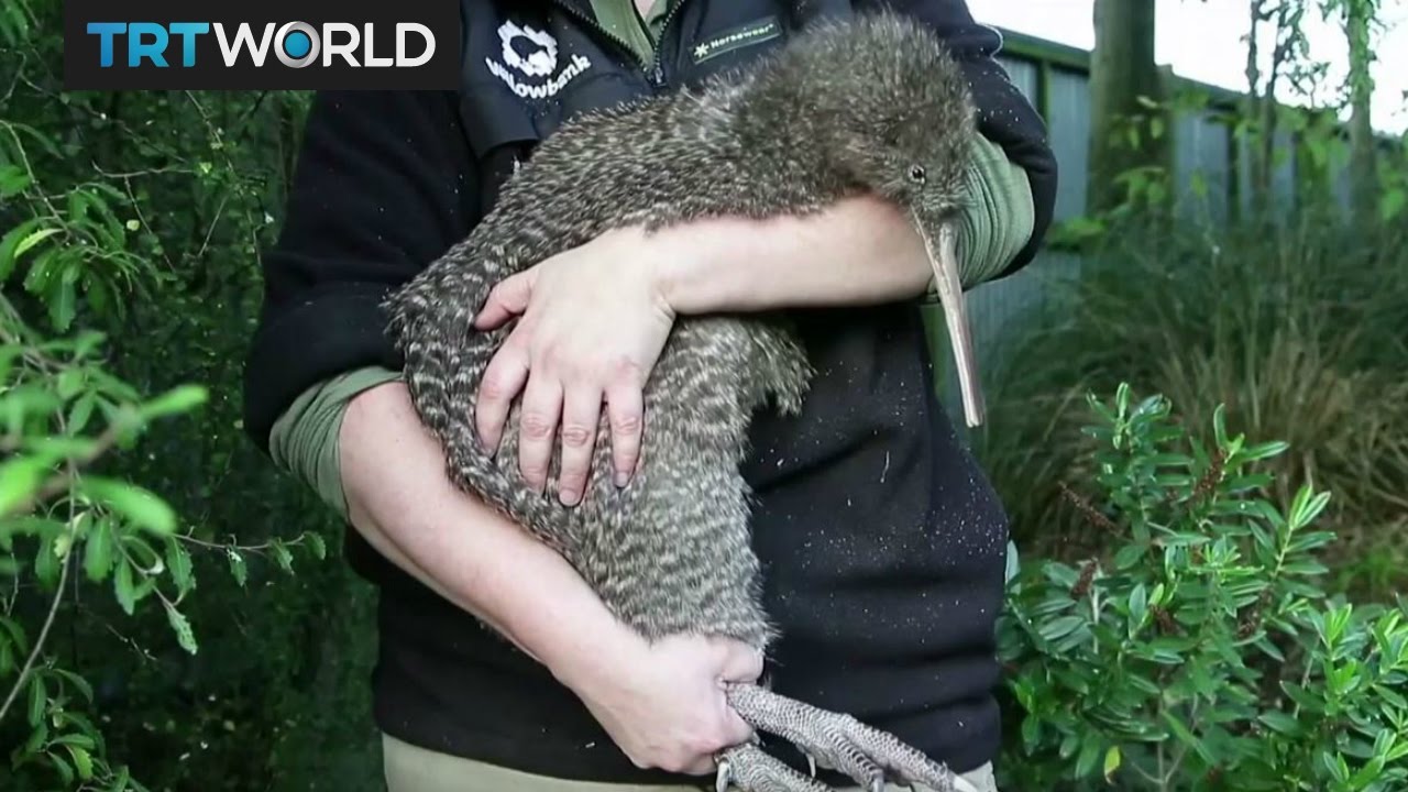 New Zealand Predators: New plan underway to make country predator free ...