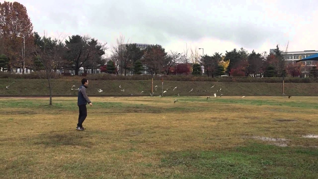 비둘기를 쫓는 방법 - How To Chase Pigeons - YouTube