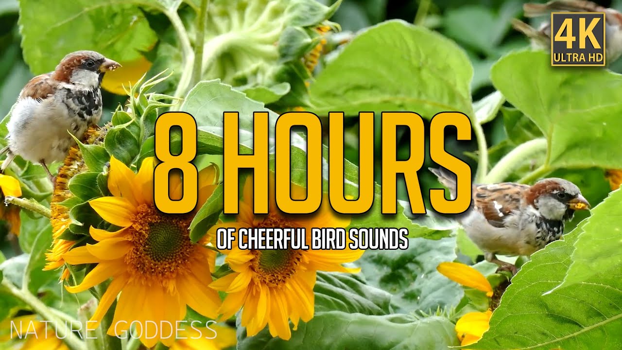 8-Hour CHEERFUL Bird Sounds for Sleeping and Meditation | Fall Asleep ...