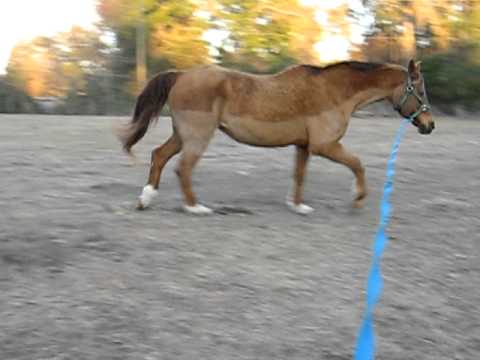 Left hind leg lameness tracking right - YouTube