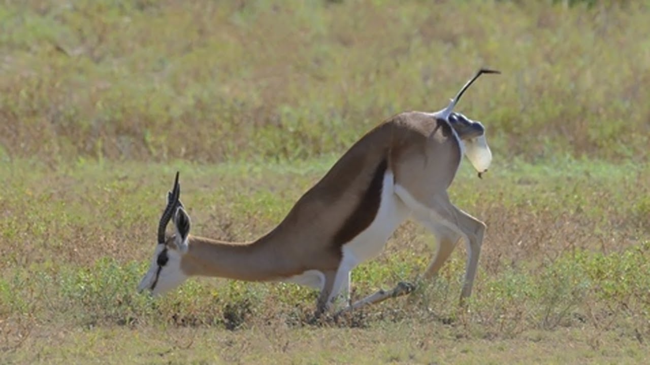 How Springbok Giving Birth To Cute Calf In The Wild - YouTube