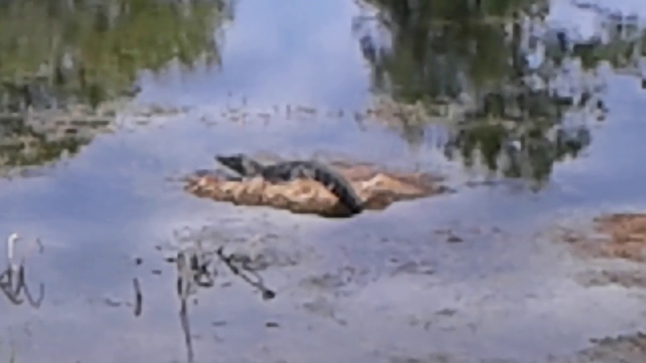 Gators in summer tree - YouTube