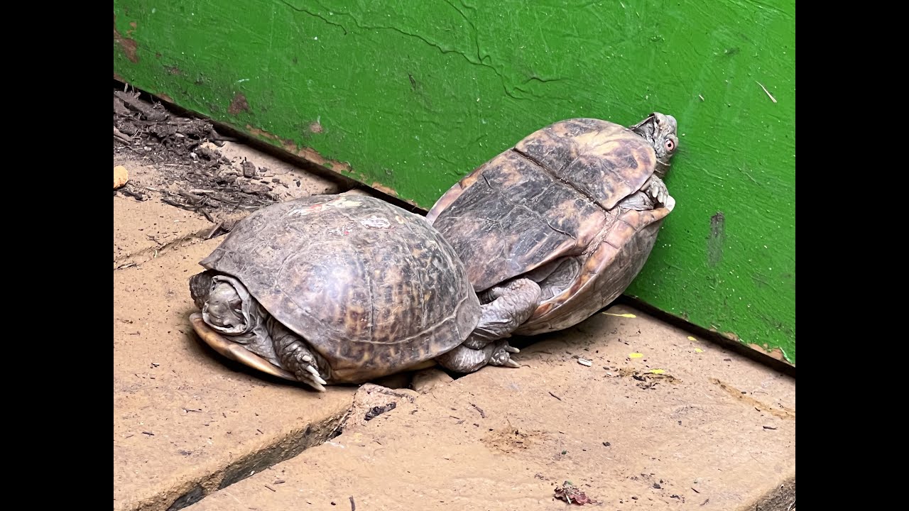 36 year old Box Turtle pair WHITE & BLUE do crazy MATING DANCE! - YouTube