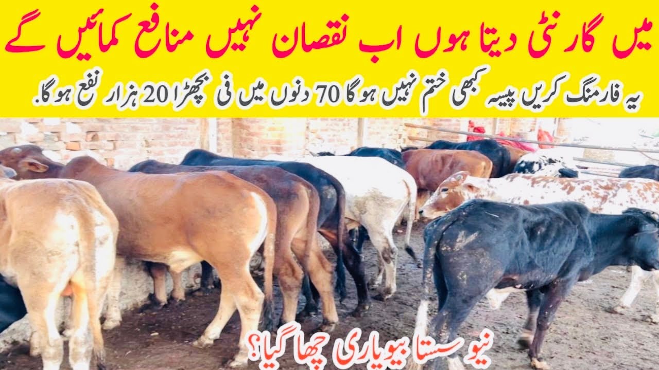 Bachra Farming Expert Interview 2022 || Earn 8 Lac From wacha Farming ...