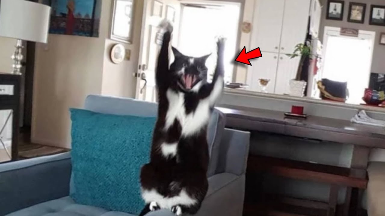 This Cat Keeps Raising His Paws Up in a Pleasing Manner and No One ...