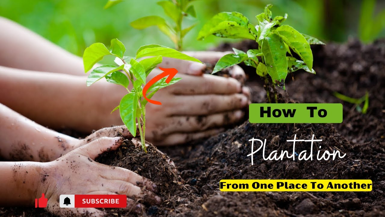 How to plantation from one place to another||Plantation video ...