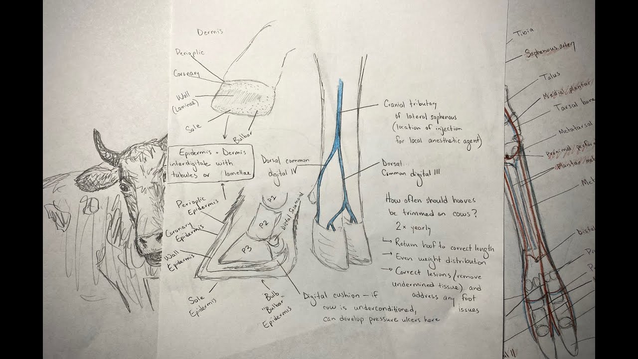 Anatomy of the Bovine Pelvic Distal Limb Review - YouTube