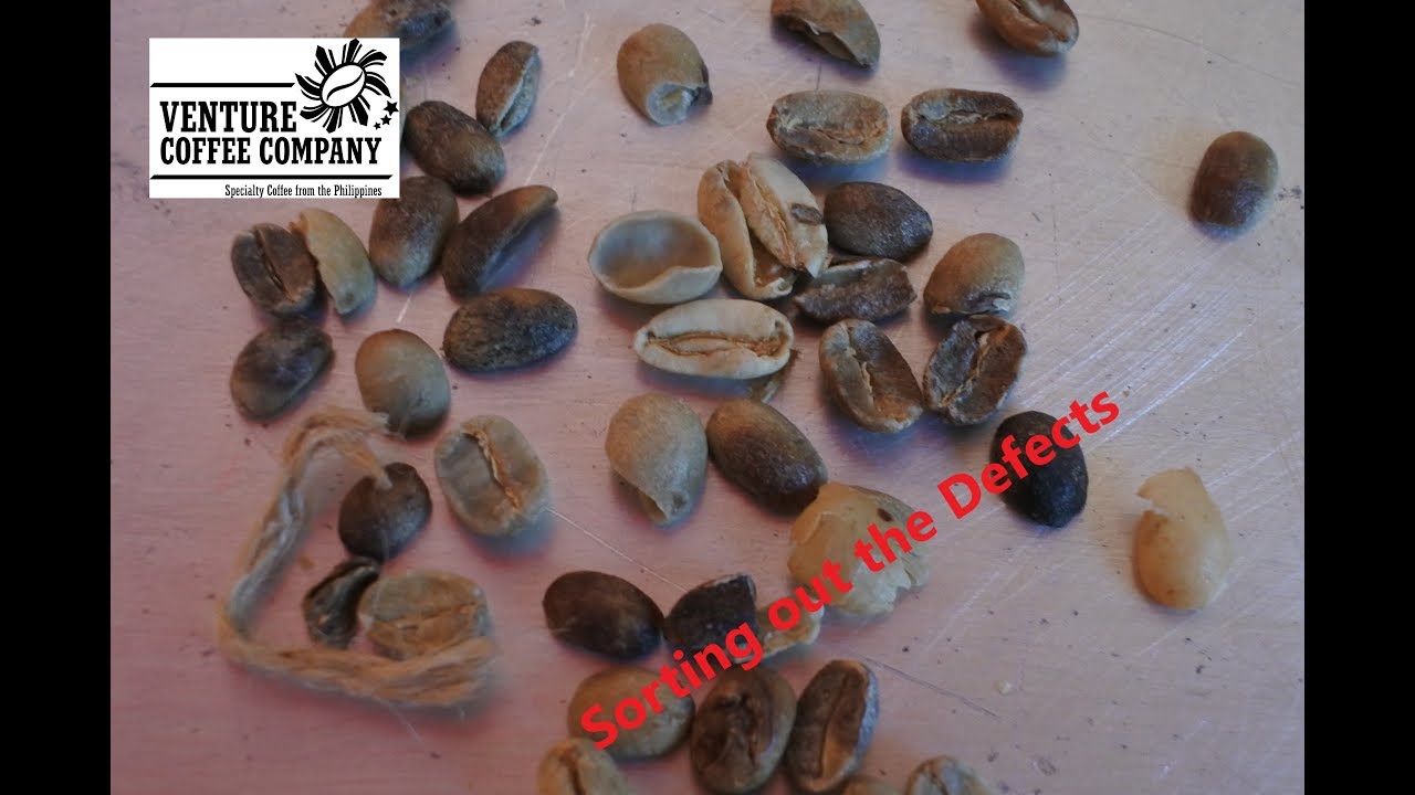 Green Coffee Sorting - YouTube