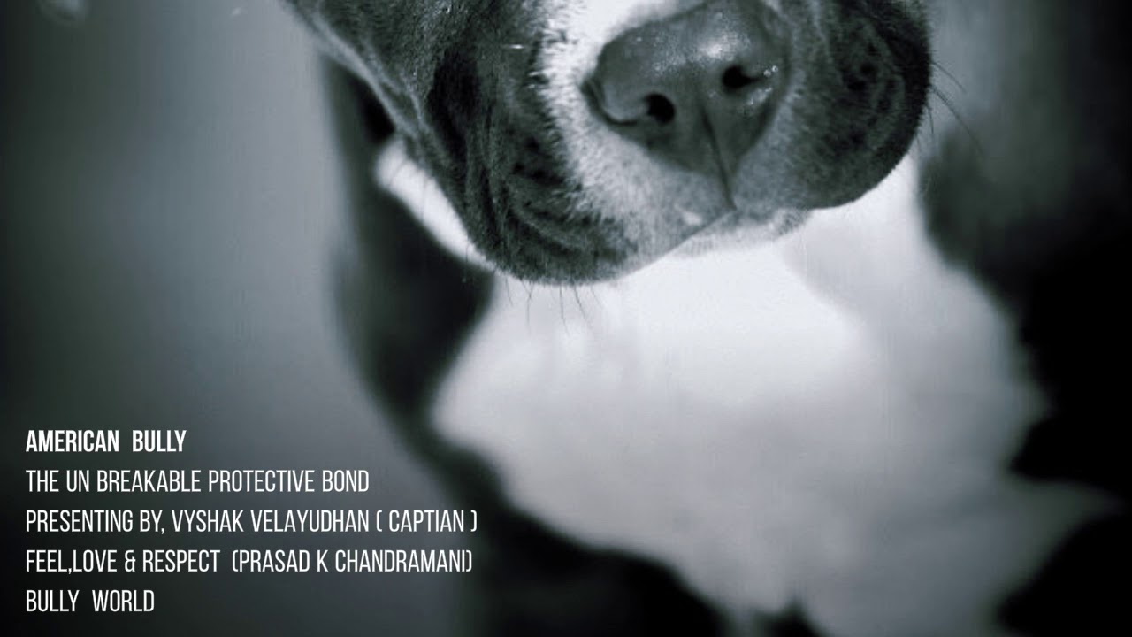 Ninja Bully of Woofos Kennal, The highest jump and strongest bite where ...