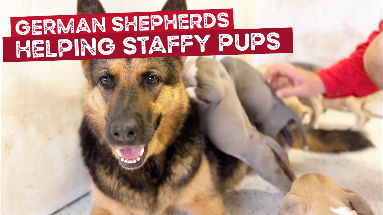 A Family of German Shepherds helping 4 week old Staffy/Pitbull Puppies ...
