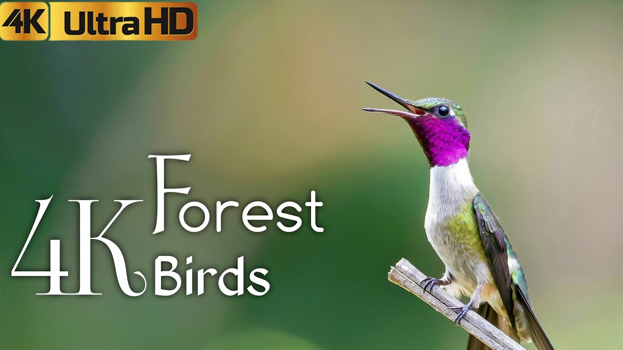 Beautiful forest birds 4k video | nature video | 4k nature video status ...