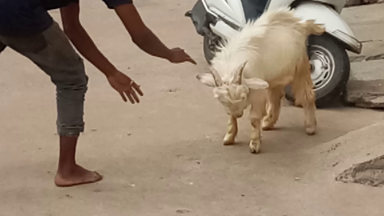 Fancy goats - YouTube