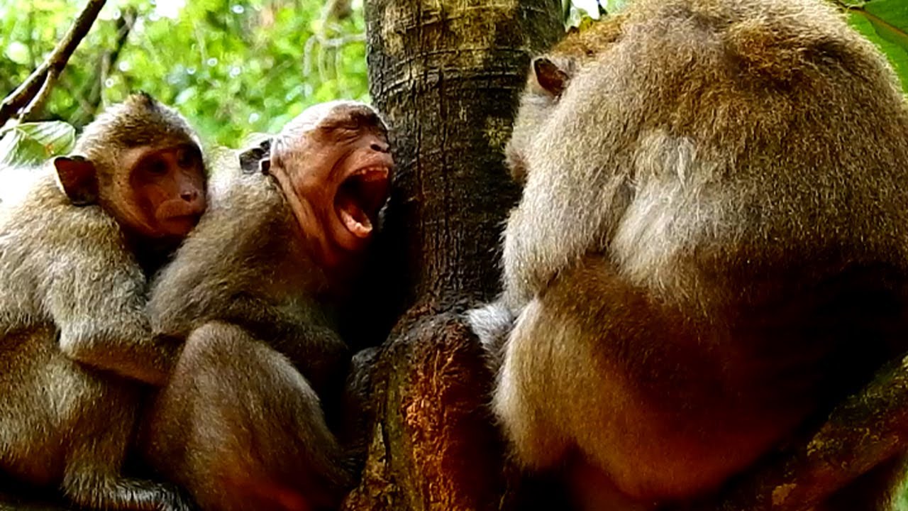 GOD.. Please! Fat Jinx Monkey Seizure Cry So Closely Gladis Monkey Only ...